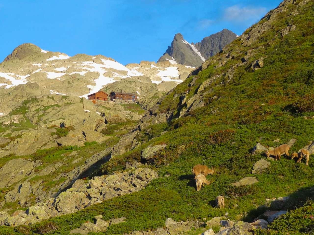 Le Tour du Mont Blanc en Randonnée